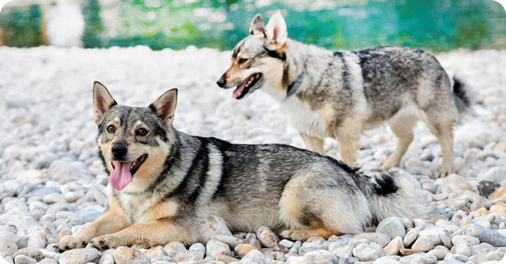 Swedish Vallhund Club of America