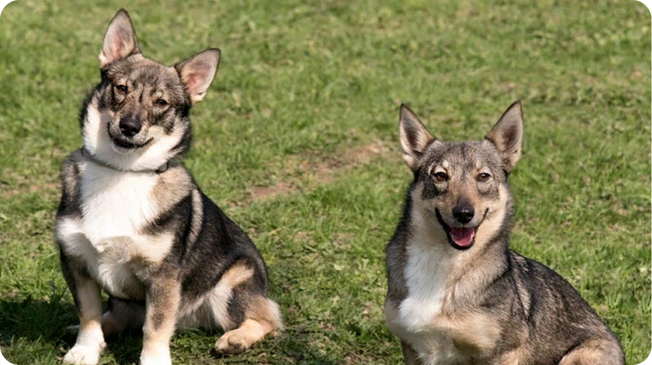 Swedish Vallhund Club of America